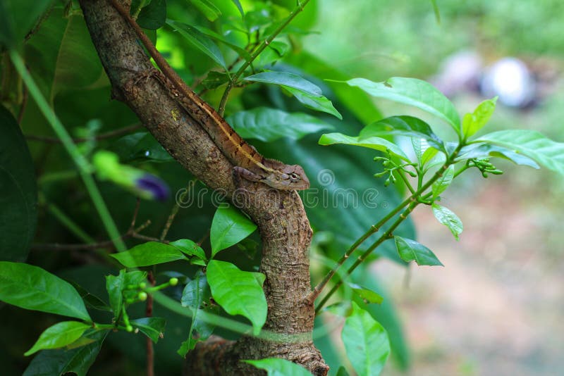 Geasden Lizard Hide on Tree Branch in Nice Green Background Stock Photo ...