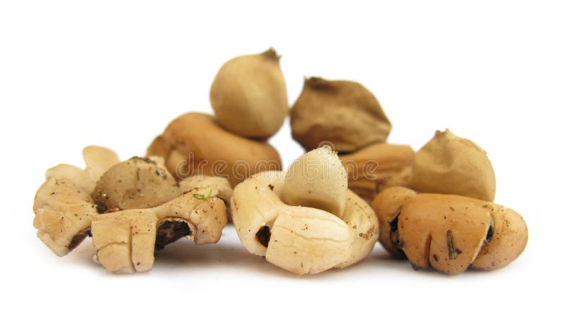 Geastrum Saccatum Earthstar Mushroom Stock Photo - Image of sessile ...