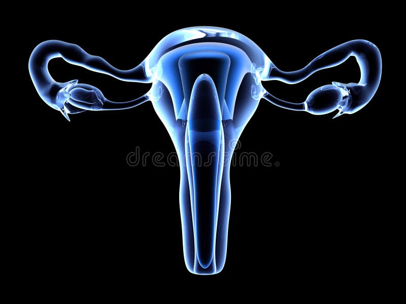 Gebärmutter stock abbildung. Illustration von reproduktiv - 5604979