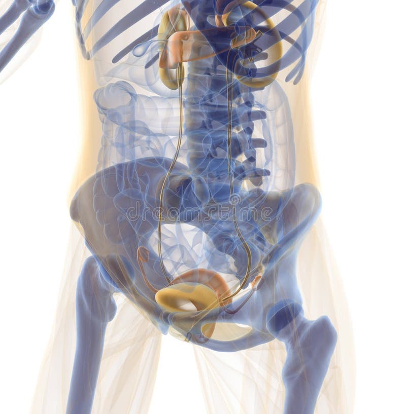 Gebärmutter stock abbildung. Illustration von vagina - 29068906