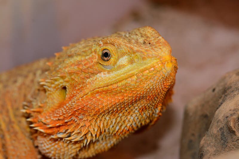 Gebaarde Draak (Pogona Vitticeps) Stock Foto - Image of wild, leef ...