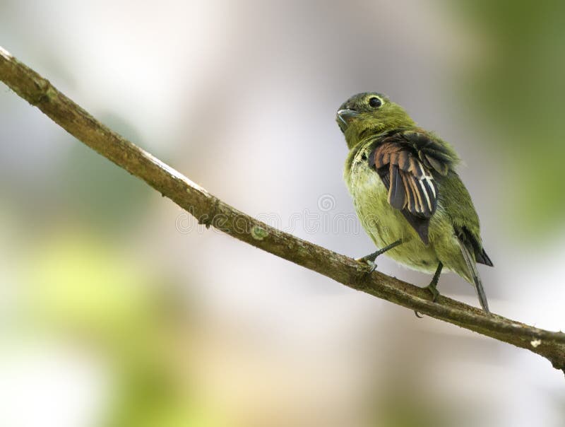 Gebandeerde Bekarde, Becard Barrado, Pachyramphus Versicolor Imagen de ...