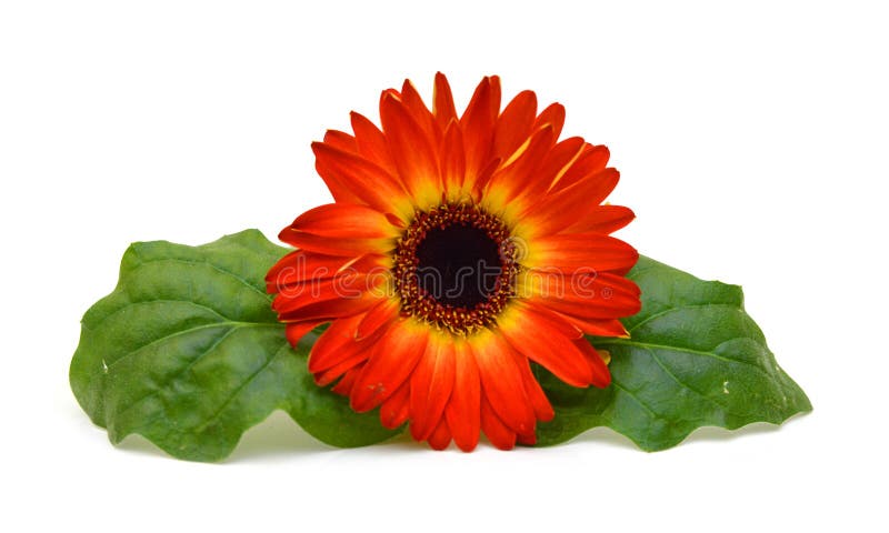 Geber daisy stock photo. Image of natural, flower, gerbera - 66532290