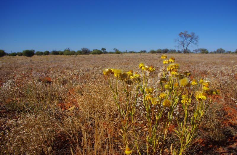 Gebied Van Broad-Leaf Parakeelya-bloemen In De Australische Woestijn ...