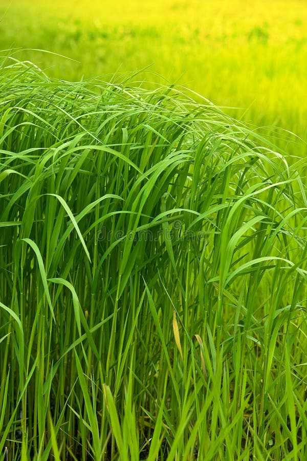 Veld met hoog groen gras stock afbeelding. Image of milieu - 5904835