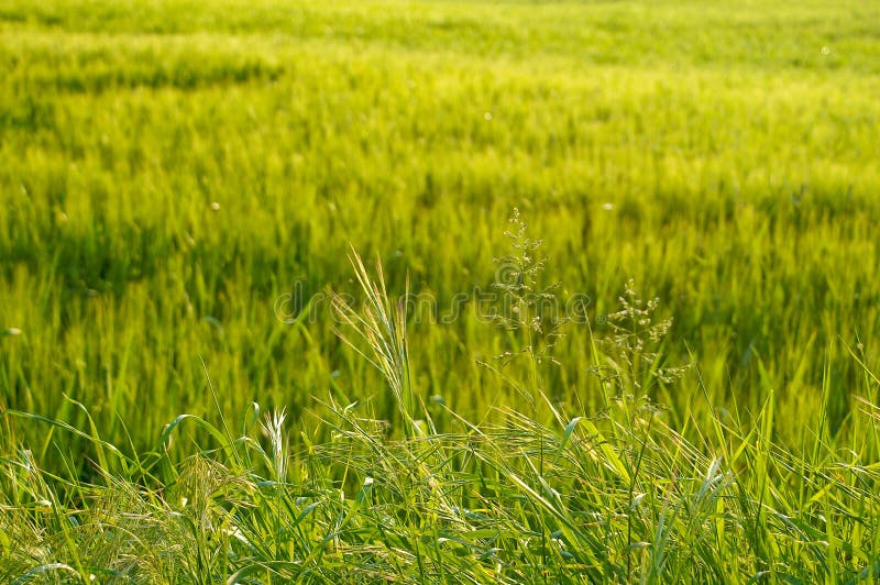 Weide, Gras, Gebied, Weiland Foto. Afbeelding: 118242206