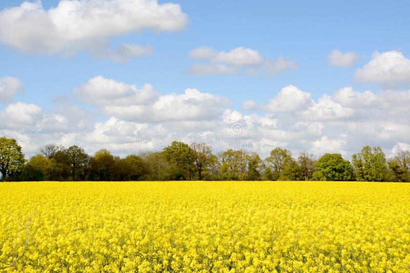 Gele Koolzaadbloem Tegen Een Landbouwbedrijfgebied Stock Foto - Image ...