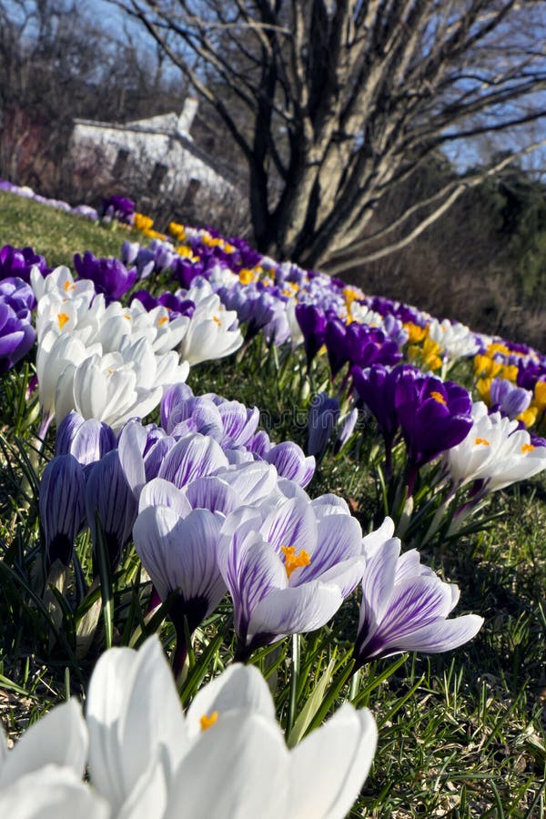 Krokusveld stock afbeelding. Image of willekeurig, perig - 20024369
