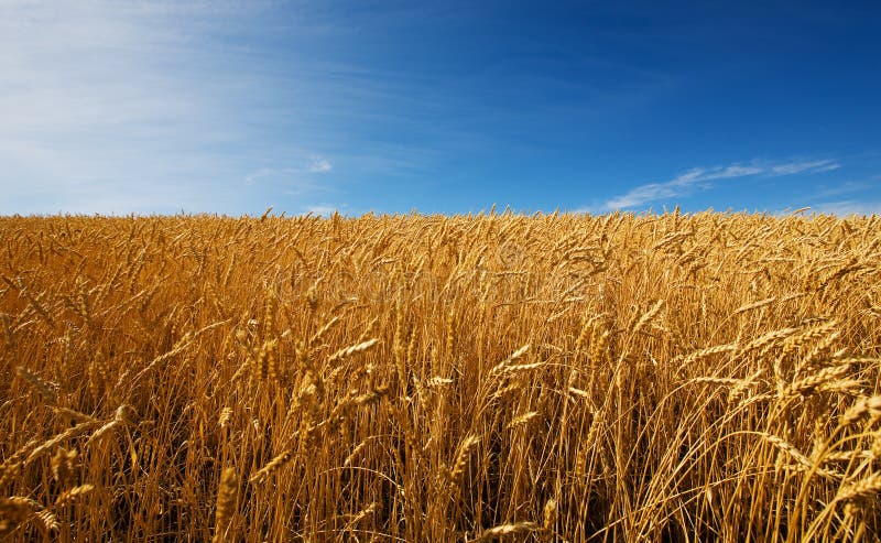 Gebied van tarwe stock foto. Image of oogst, besnoeiing - 7408058