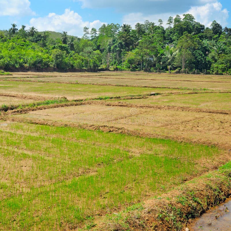 Rijstveld De Rijstteelt is Zeer Populair in De Landbouw Sri Lanka Stock ...