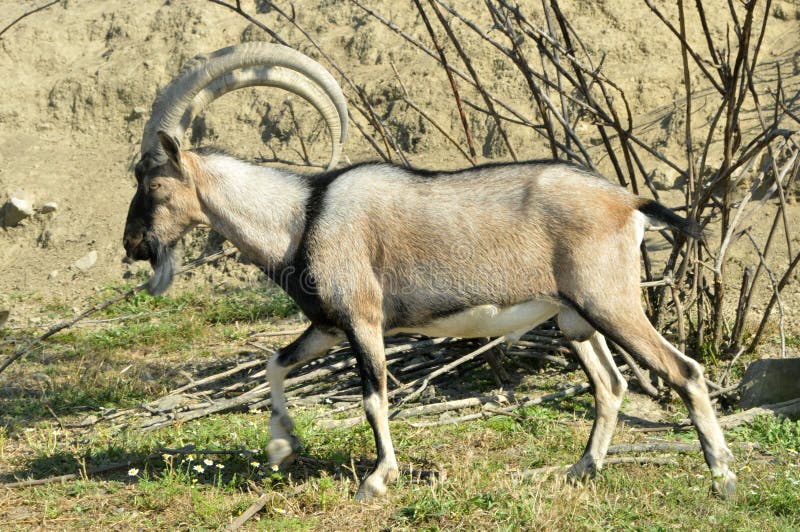 Gebirgsziege Kri-Kri stockfoto. Bild von ansicht, hupe - 22062216