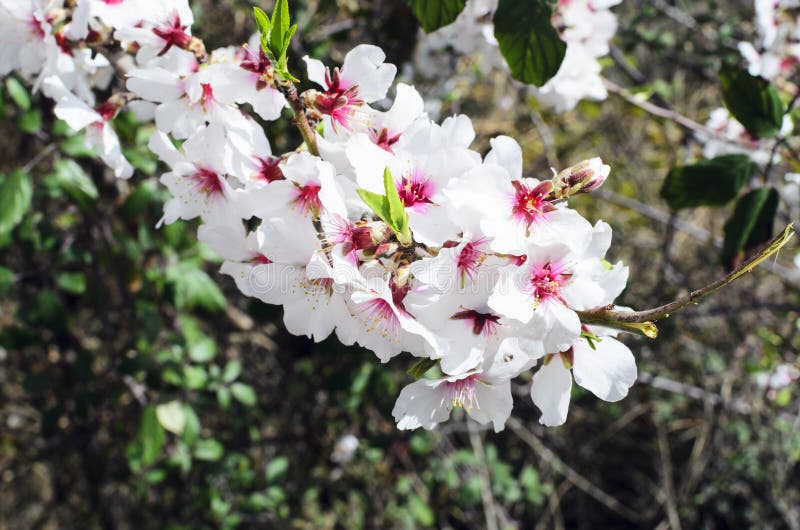 Der Mandelzweig Fotos - Kostenlose und Royalty-Free Stock-Fotos von ...