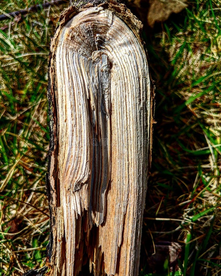 Gebogen houten bank stock afbeelding. Image of gevormd - 25068077