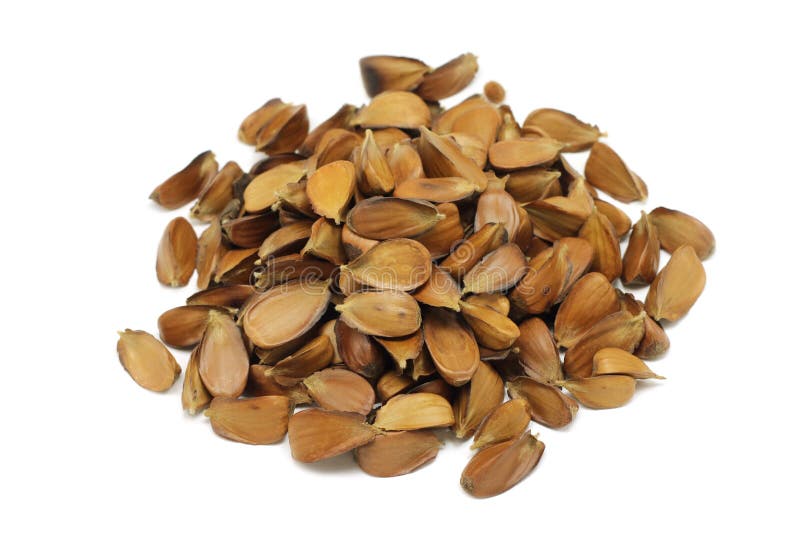 Gebraden beukenootjes stock afbeelding. Image of dienst - 70684625