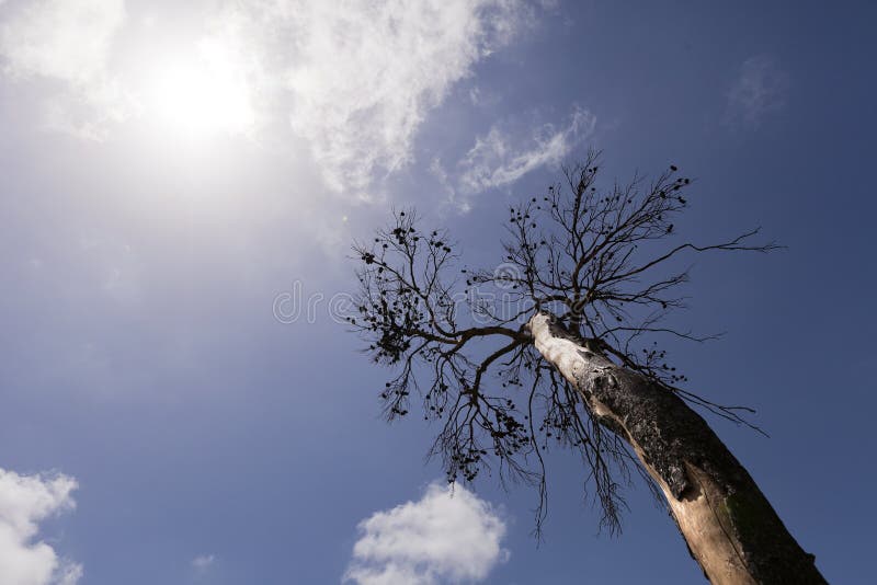 Gebrande Boom & Zon stock afbeelding. Image of zwart - 30079123