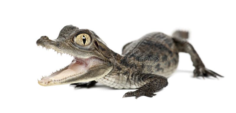 Gebrilde Kaaiman, Crocodilus Van De Kaaiman Stock Afbeelding - Image of ...