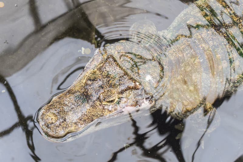 Kaaiman Bij Water in Puyo-Dierentuin, Ecuador Stock Afbeelding - Image ...