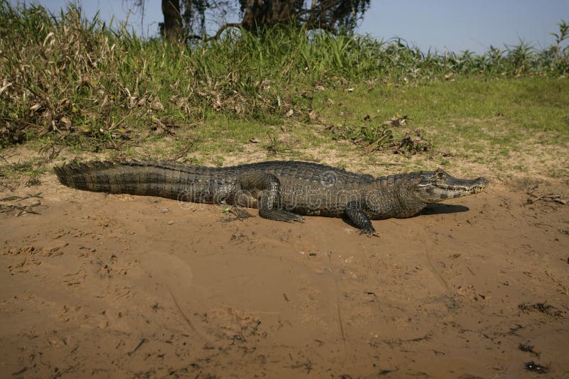 Gebrilde Kaaiman, Kaaimancrocodilus Stock Foto - Image of wild ...