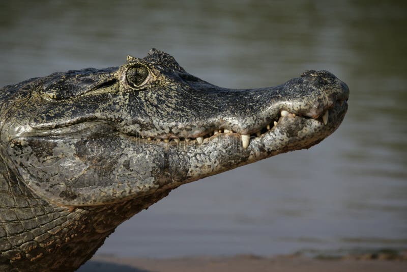 Gebrilde Kaaiman, Kaaimancrocodilus Stock Foto - Image of water, rivier ...