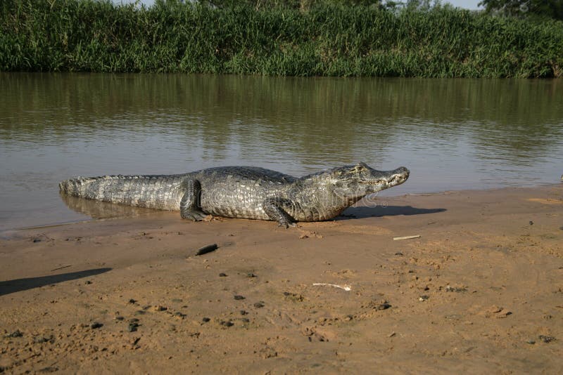Gebrilde Kaaiman, Kaaimancrocodilus Stock Foto - Image of brazilië ...