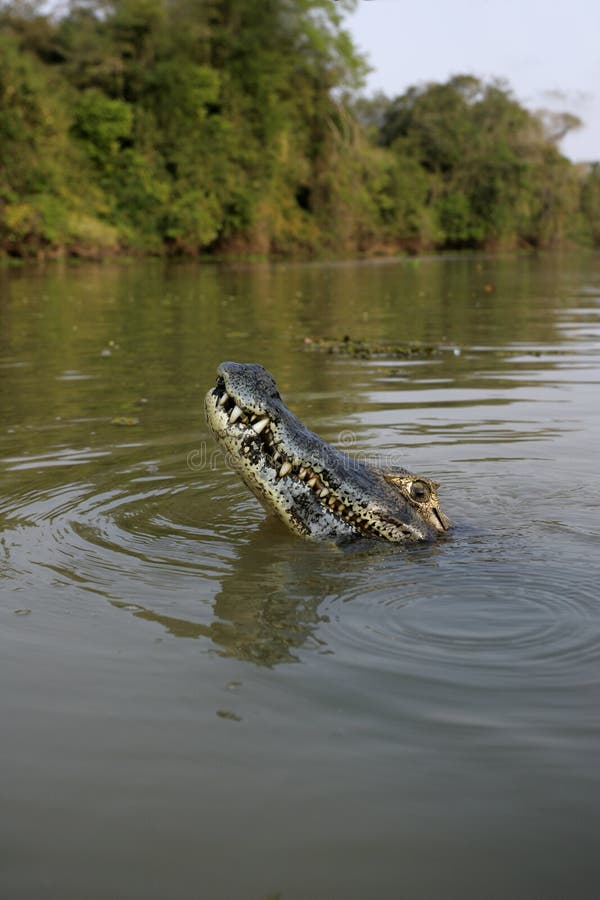 Gebrilde Kaaiman, Kaaimancrocodilus Stock Foto - Image of rivier ...