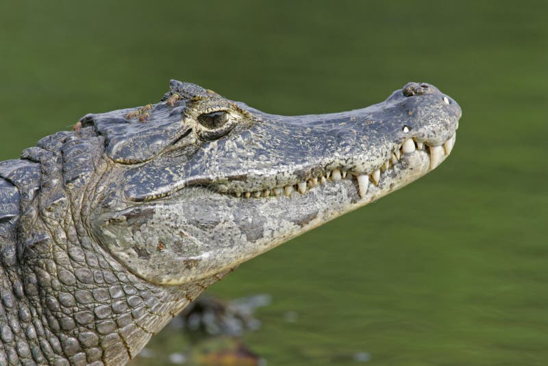 Gebrilde Kaaiman, Kaaimancrocodilus, Stock Foto - Image of moeras ...