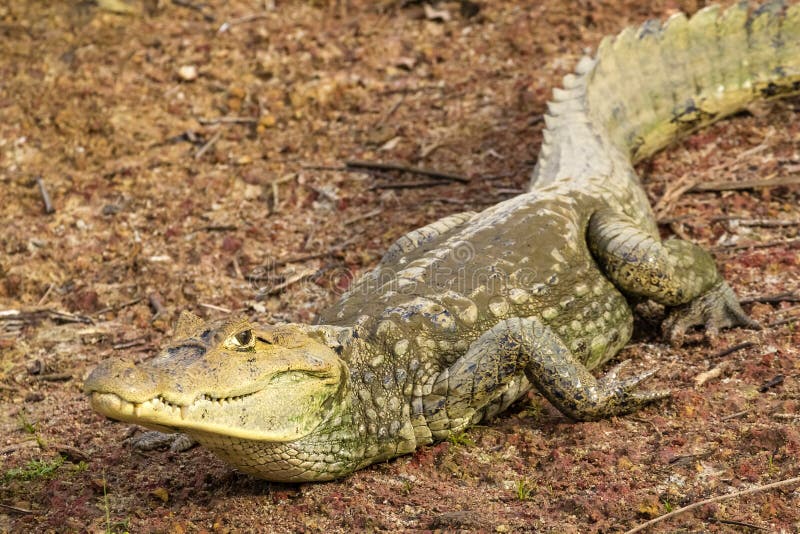Gebrilde Kaaiman - Kaaimancrocodilus Stock Foto - Image of centraal ...