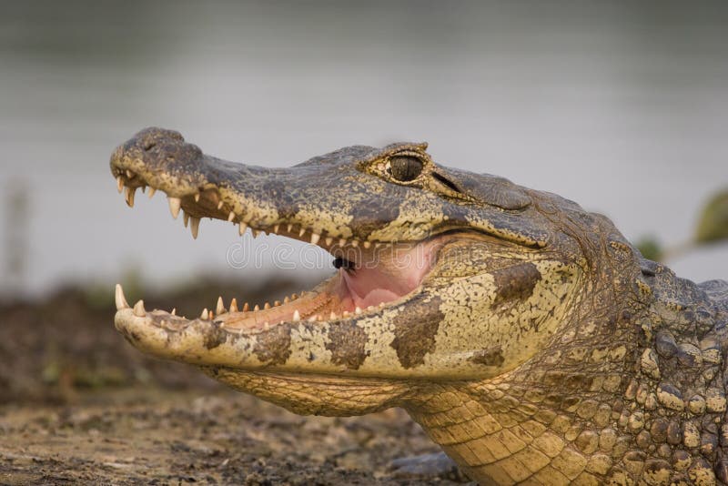 Gebrilde Kaaiman - Kaaimancrocodilus Stock Afbeelding - Image of ...