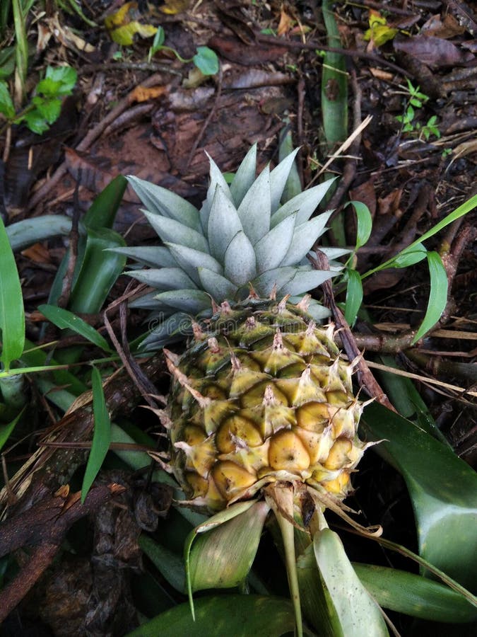De Boom Van De Ananas in Het Landbouwbedrijf Stock Afbeelding - Image ...