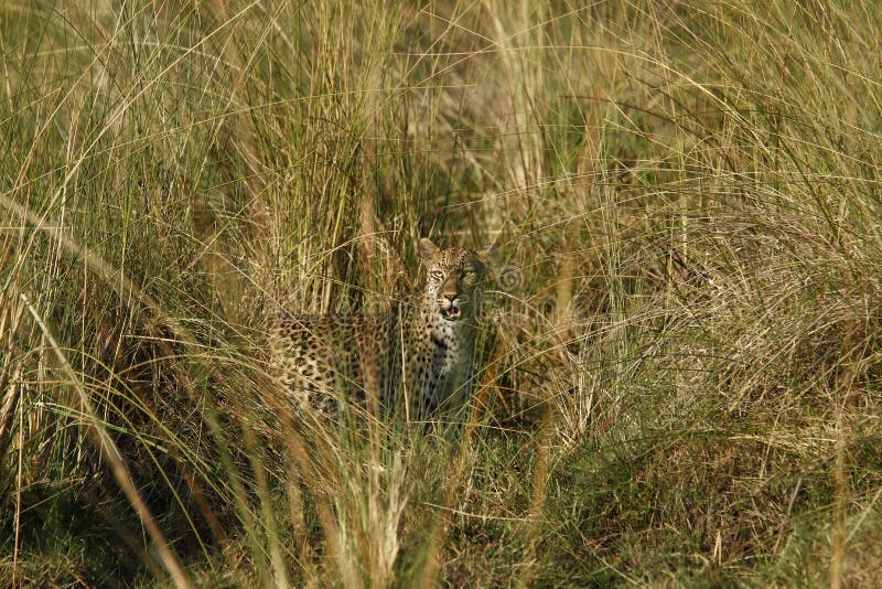 Gecamoufleerde Grote Kat stock foto. Image of bruin, vlaktes - 35536420