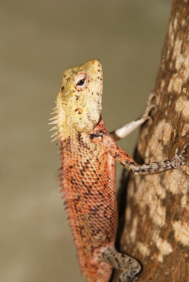 Gecko stock image. Image of tree, small, tropical, lizard - 11012341