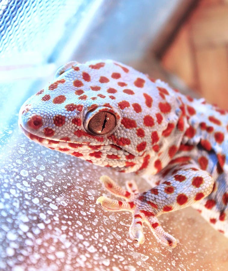 Tokay gecko on wood stock photo. Image of spotted, driftwood - 10102824