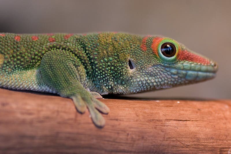 Gecko rayado foto de archivo. Imagen de isla, enano, lagartos - 25111618
