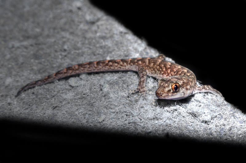 Gecko stock photo. Image of wild, tail, grey, reptile - 15530512