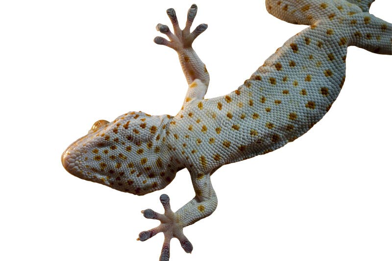 Gecko stock photo. Image of skin, wildlife, bionics, reptile - 18966422