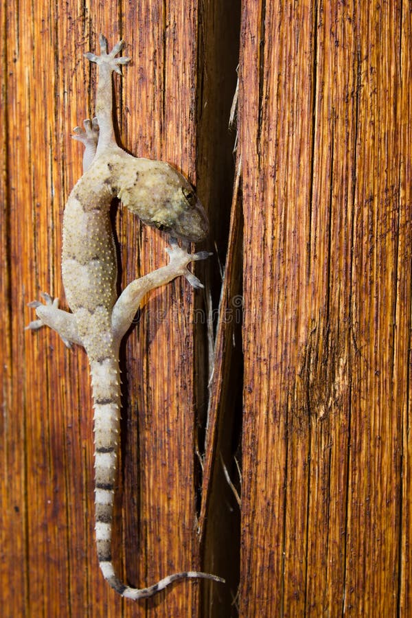 Gecko stock image. Image of life, green, madagascar, detail - 25205603