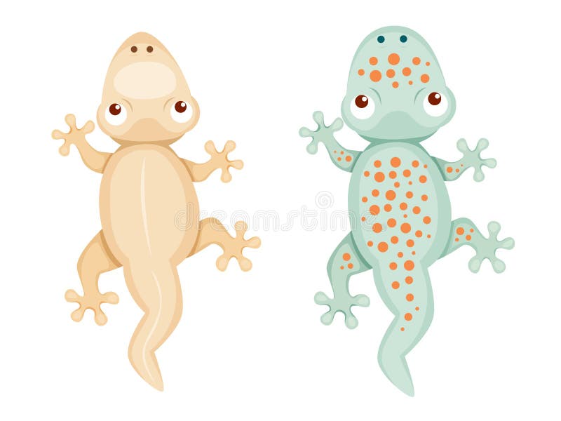 Gecko cartoon stock vector. Illustration of pets, indigenous - 31653901