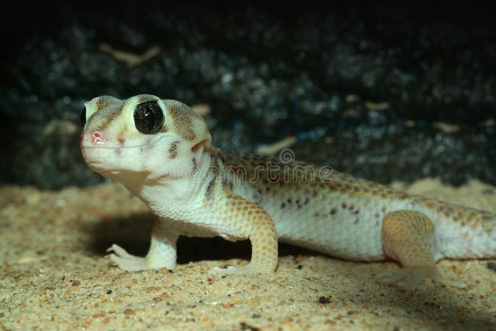 Gecko stock image. Image of evolution, life, grey, dinosaur - 3814433