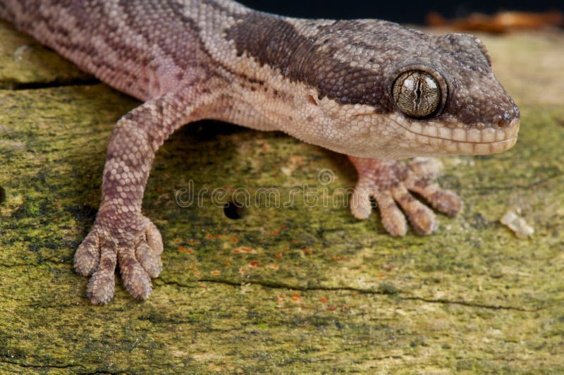 Gecko africain de velours image stock. Image du garniture - 16968369