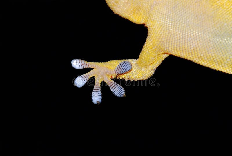Gecko anterior leg stock image. Image of gecko, detail - 24704469