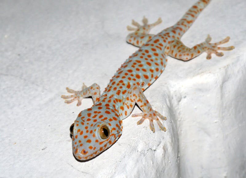 Gecko Auf Einer Wand In Spanien Stockfoto - Bild von tier, eidechse ...