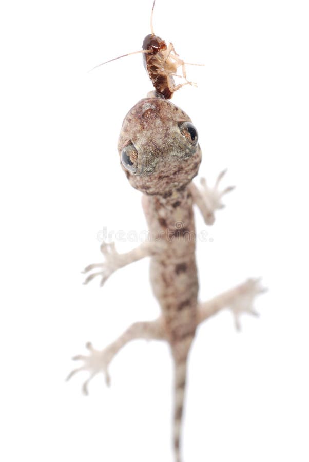 Gecko isolated collection stock photo. Image of leaftoed - 23766788