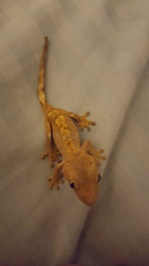 Gecko stock photo. Image of orange, crawling, baby, gecko - 83235102