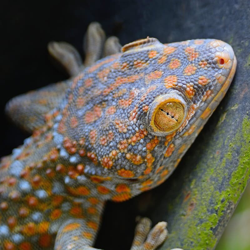 Gecko stock image. Image of fauna, skin, color, orange - 42088229