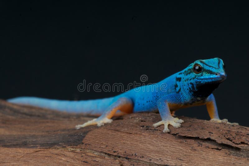 Gecko bleu électrique photo stock. Image du bleu, gecko - 25111122