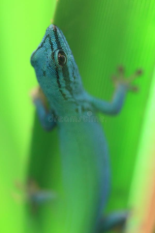 Gecko Nain De Turquoise (williamsi De Lygodactylus) Photo stock - Image ...