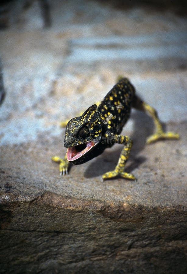 Gecko Nano Dalla Testa Gialla Immagine Stock - Immagine di giallo, nano ...