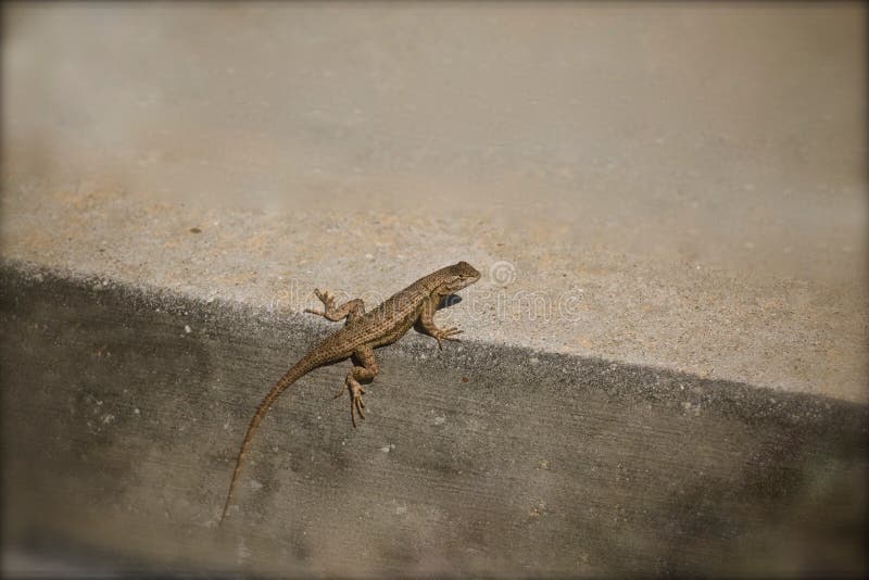 Gecko lizard stock photo. Image of brown, california - 51802424