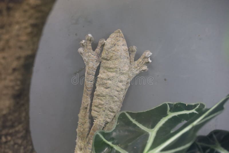 Gecko at the California Academy of Science Stock Image - Image of ...
