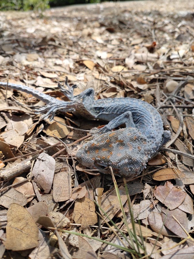 Gecko carcass stock image. Image of tree, plant, leaf - 202516351